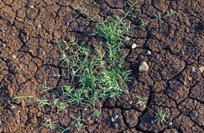 Les Mauvaises Herbes Du Jardin Le Classement Jardindivert